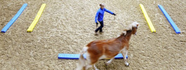 Trainerausbildung by Michael Geitner – Geitner Ausbildungen